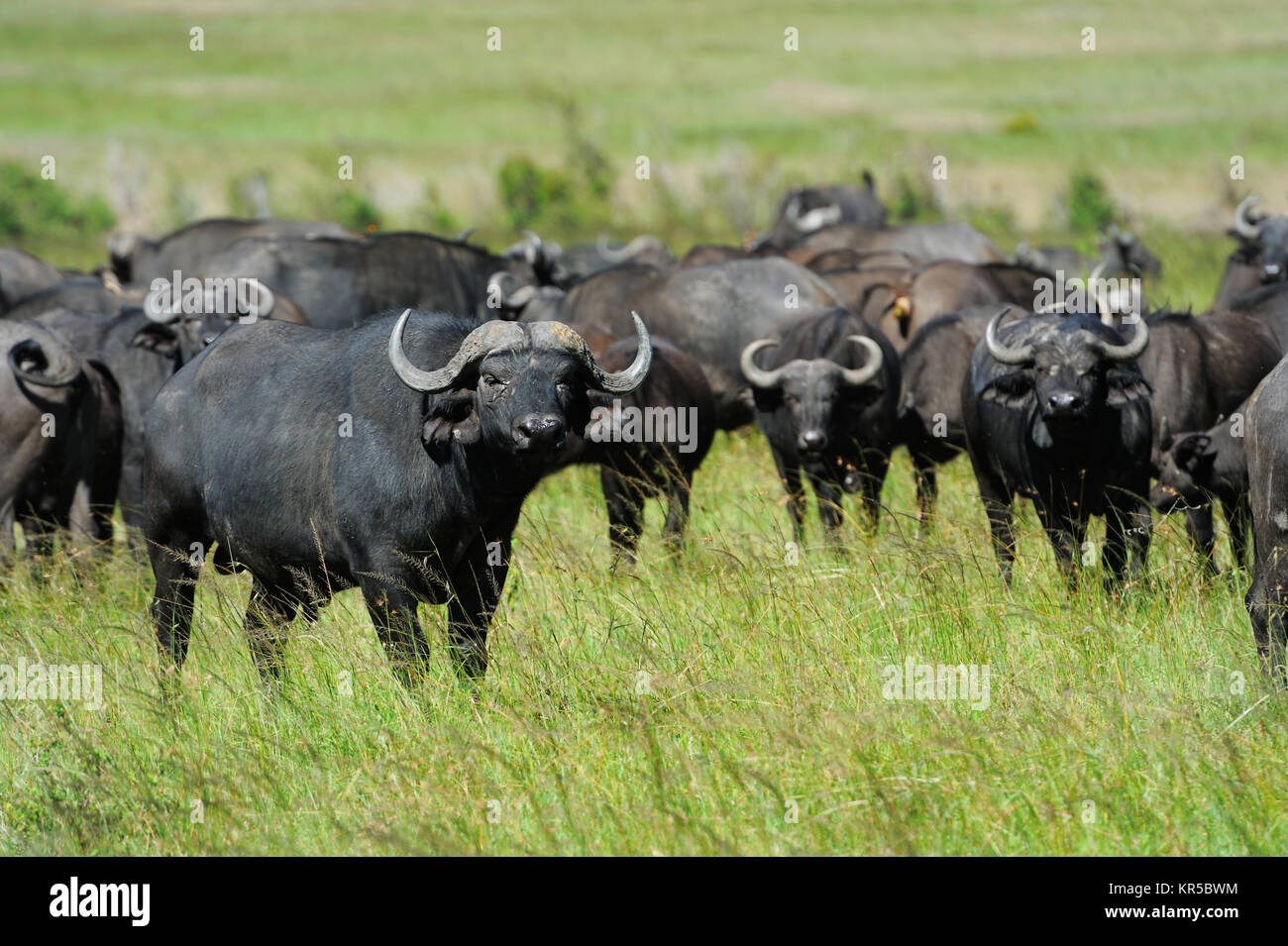 Wild African buffalo bull. Africa, Kenya Stock Photo - Alamy