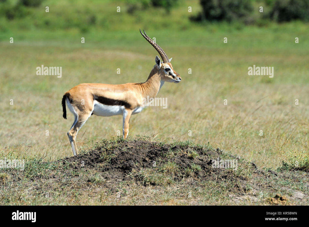 Thomson's gazelle on savanna in Africa Stock Photo - Alamy