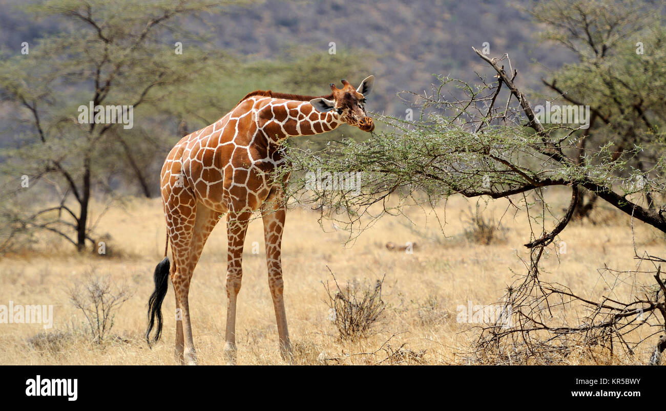 Giraffe in the wild. Africa, Kenya Stock Photo - Alamy