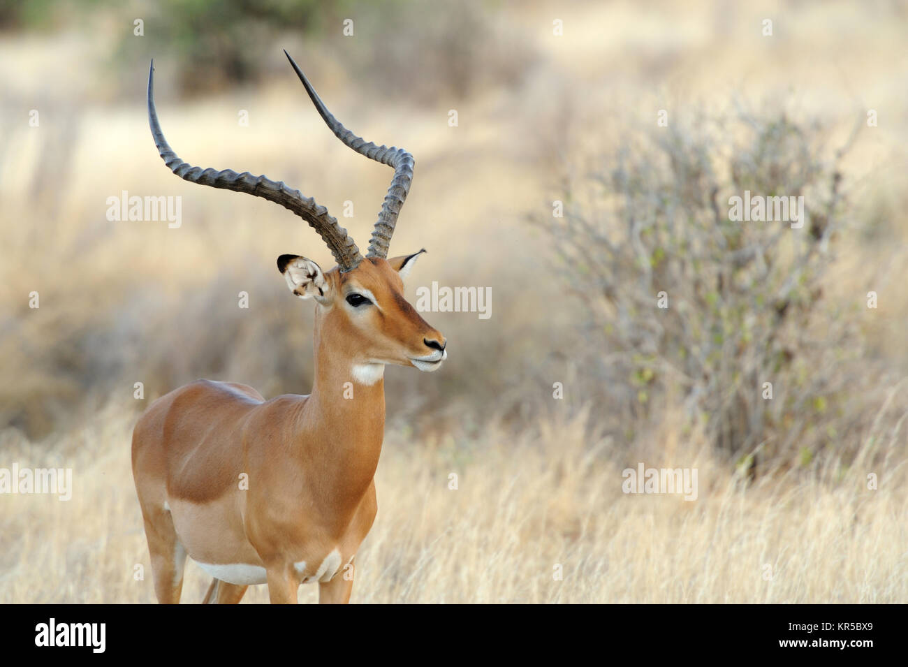 Mature south african impala buck hi-res stock photography and images ...