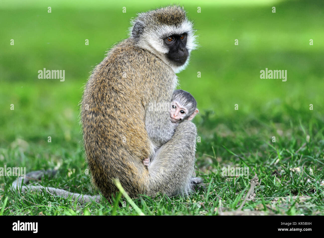 Monkey hands eyes hi-res stock photography and images - Alamy