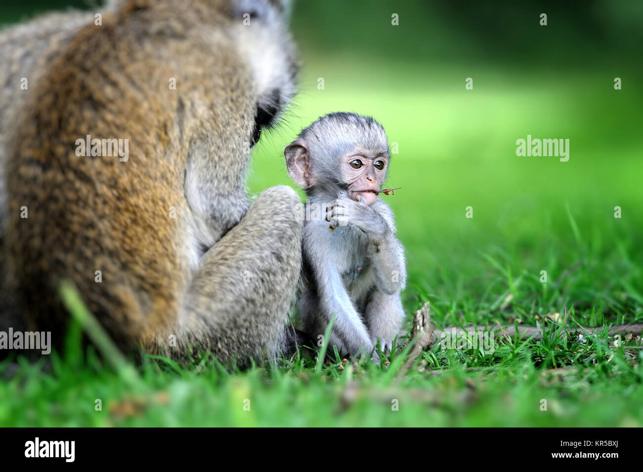 Vervet monkey in the National Reserve of Africa, Kenya Stock Photo - Alamy