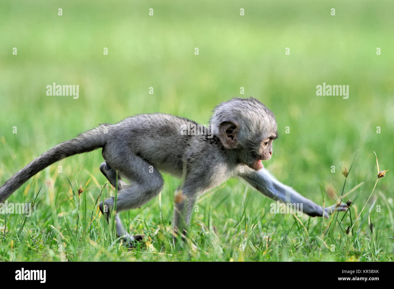 Baby Vervet Monkeys in the National park. Kenya, Africa Stock Photo - Alamy