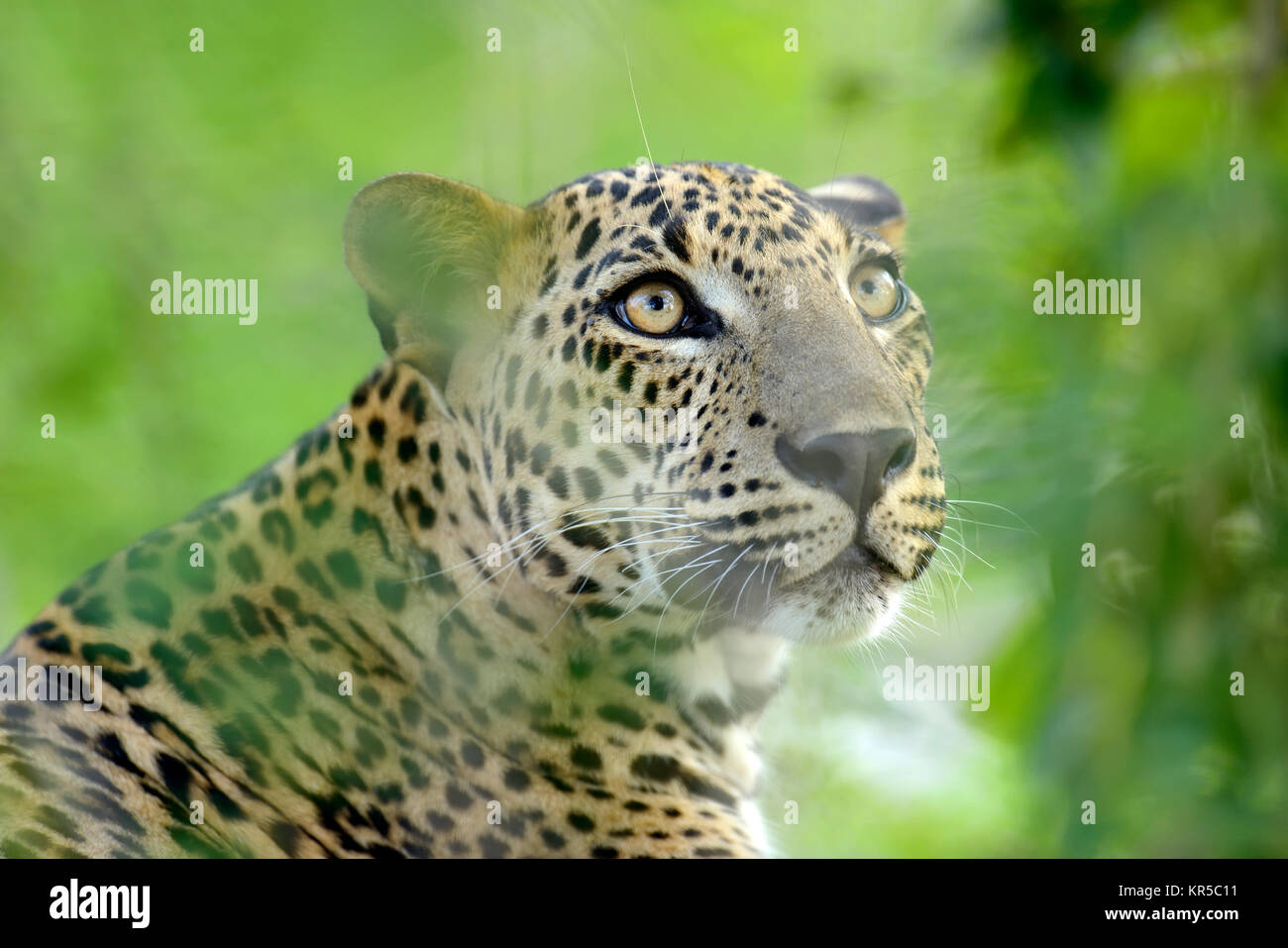 Leopard in the wild on the island of Sri Lanka Stock Photo - Alamy