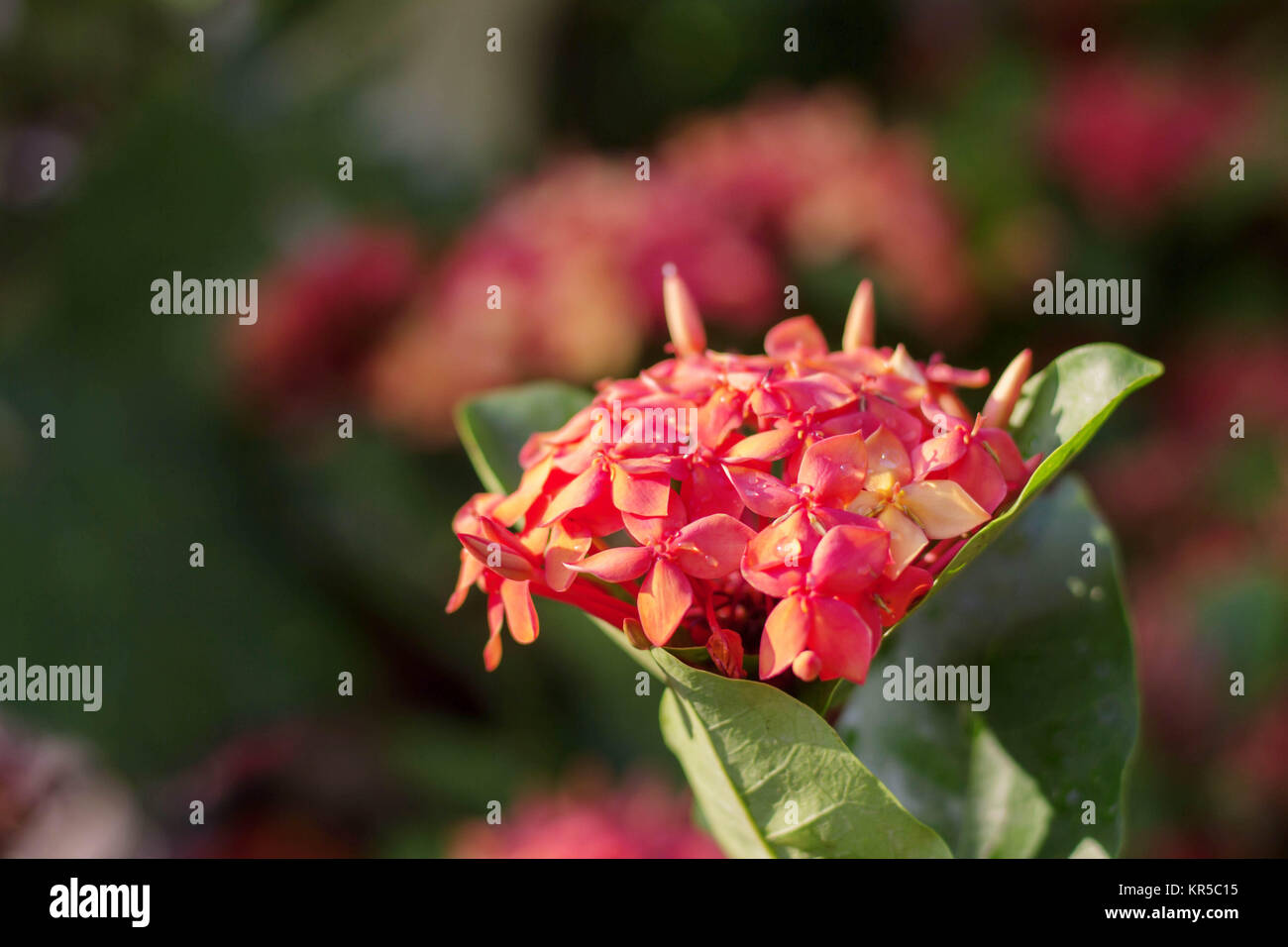 Red spike flowers with beauty in gardening Stock Photo - Alamy