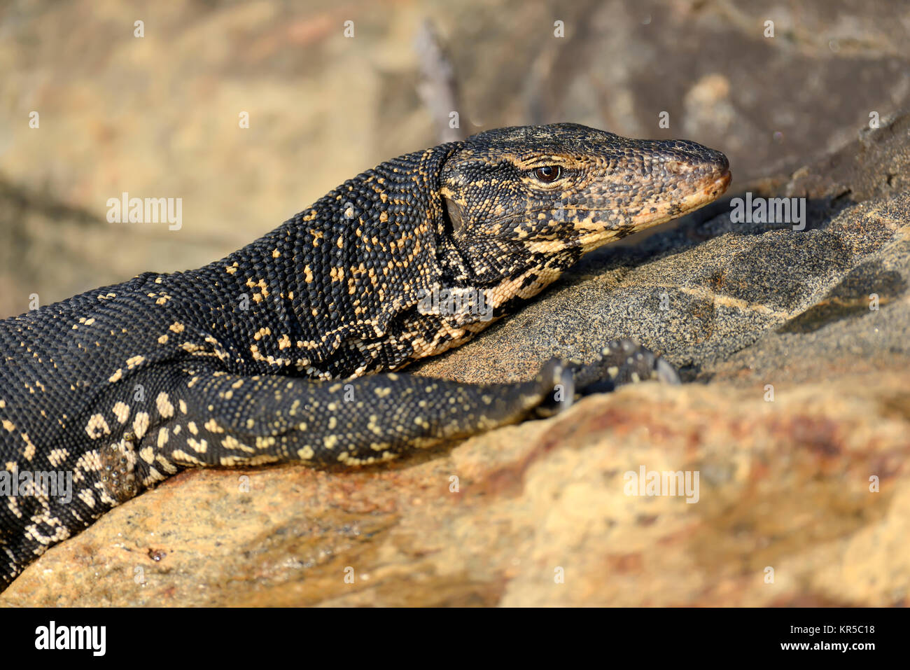 Large monitor lizard in Sri Lanka Stock Photo - Alamy