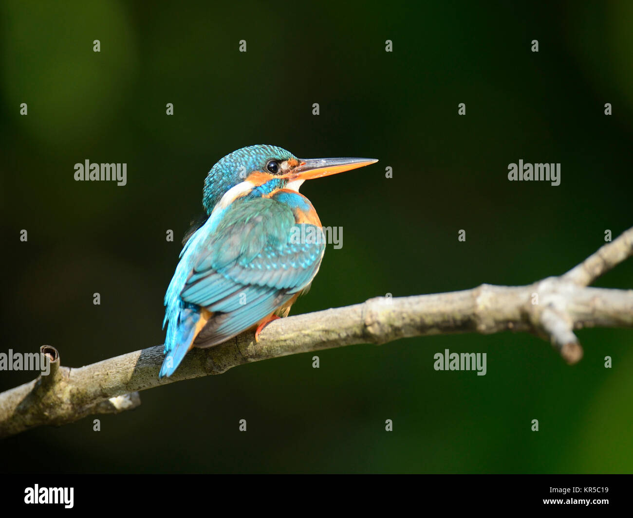 Beautiful blue Kingfisher bird on a branch Stock Photo - Alamy