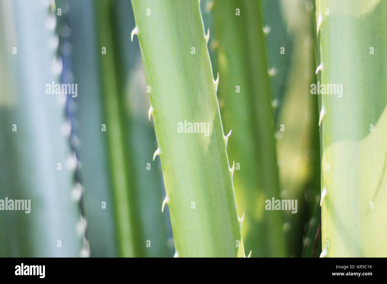 sharp spike on the branch of background Stock Photo - Alamy