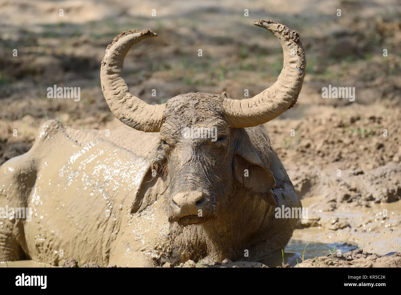 Water buffalo are bathing in a lake in Sri Lanka Stock Photo - Alamy