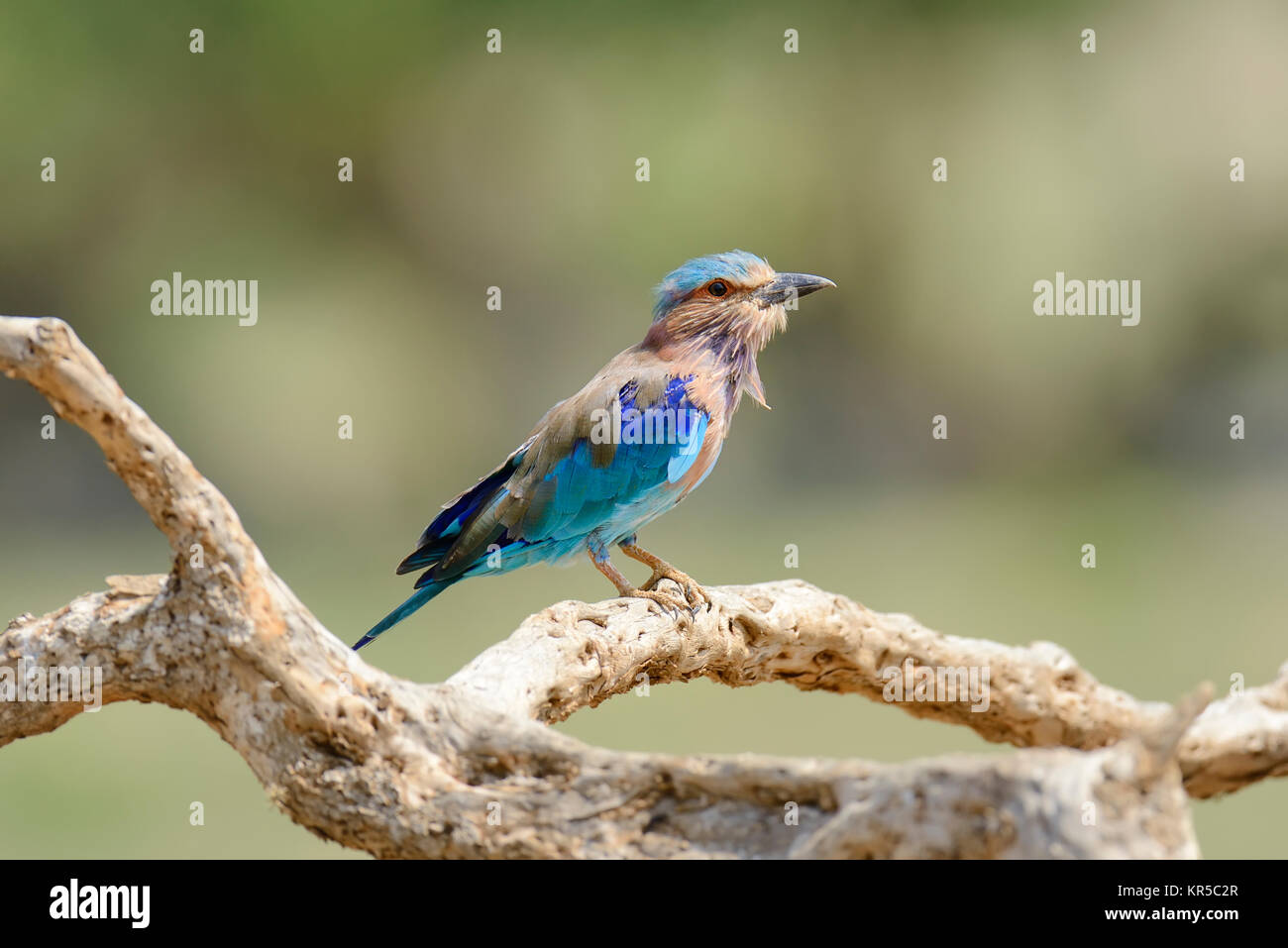 Indian roller bird hi-res stock photography and images - Alamy