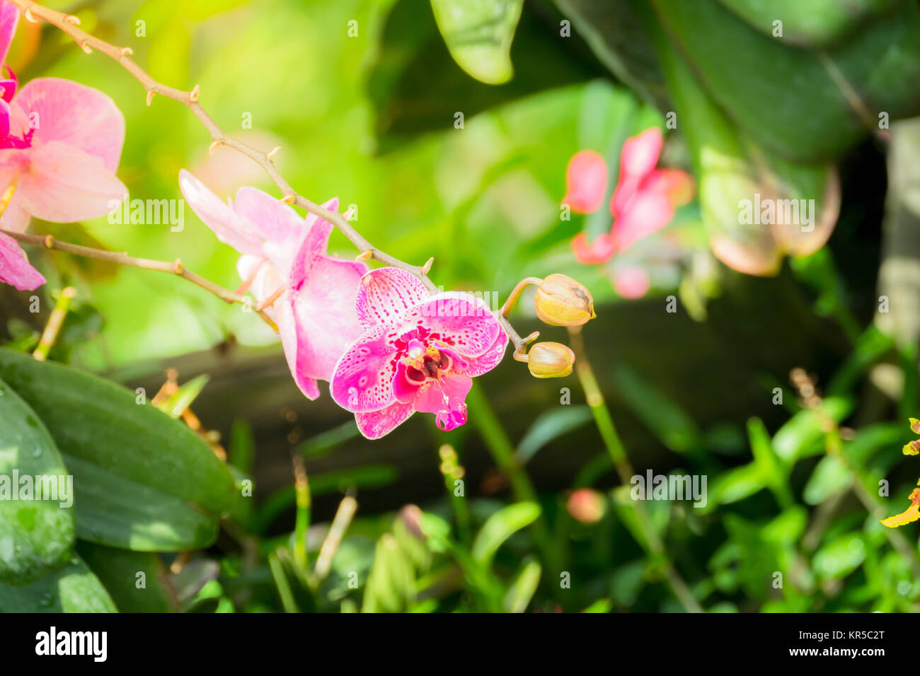 Beautiful blooming orchids in forest Stock Photo - Alamy