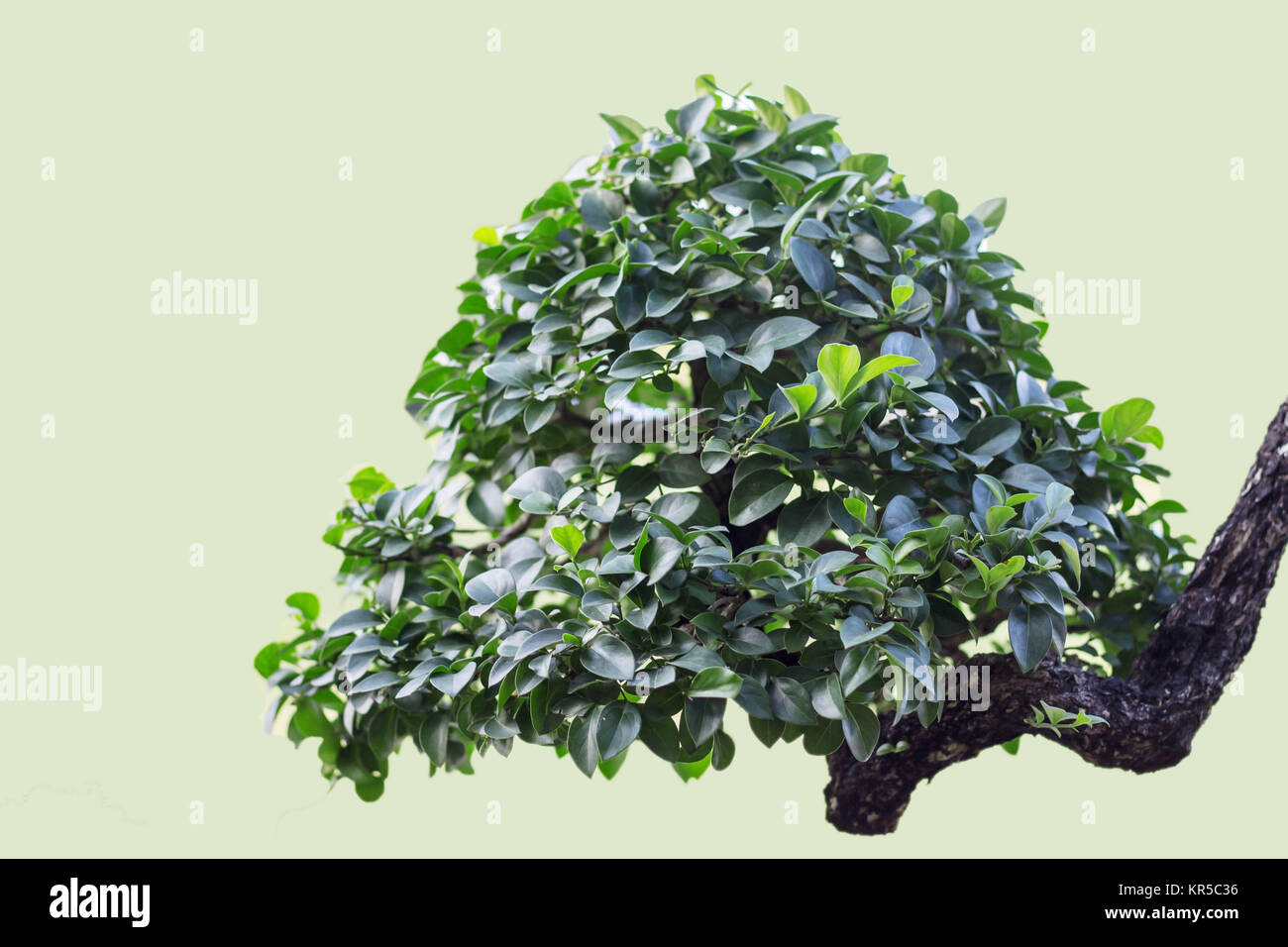 Dwarf tree with a green background Stock Photo - Alamy