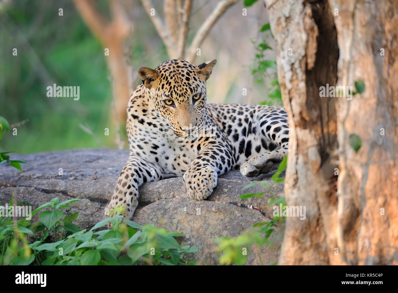 Leopard in the wild on the island of Sri Lanka Stock Photo - Alamy