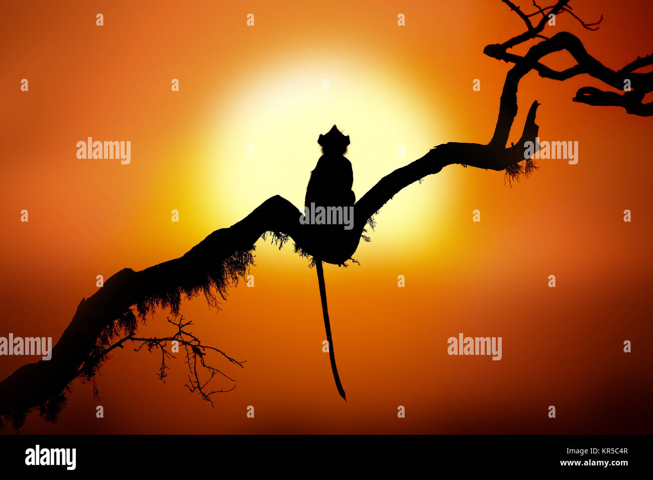 Silhouette of a one monkey in sunset Stock Photo - Alamy