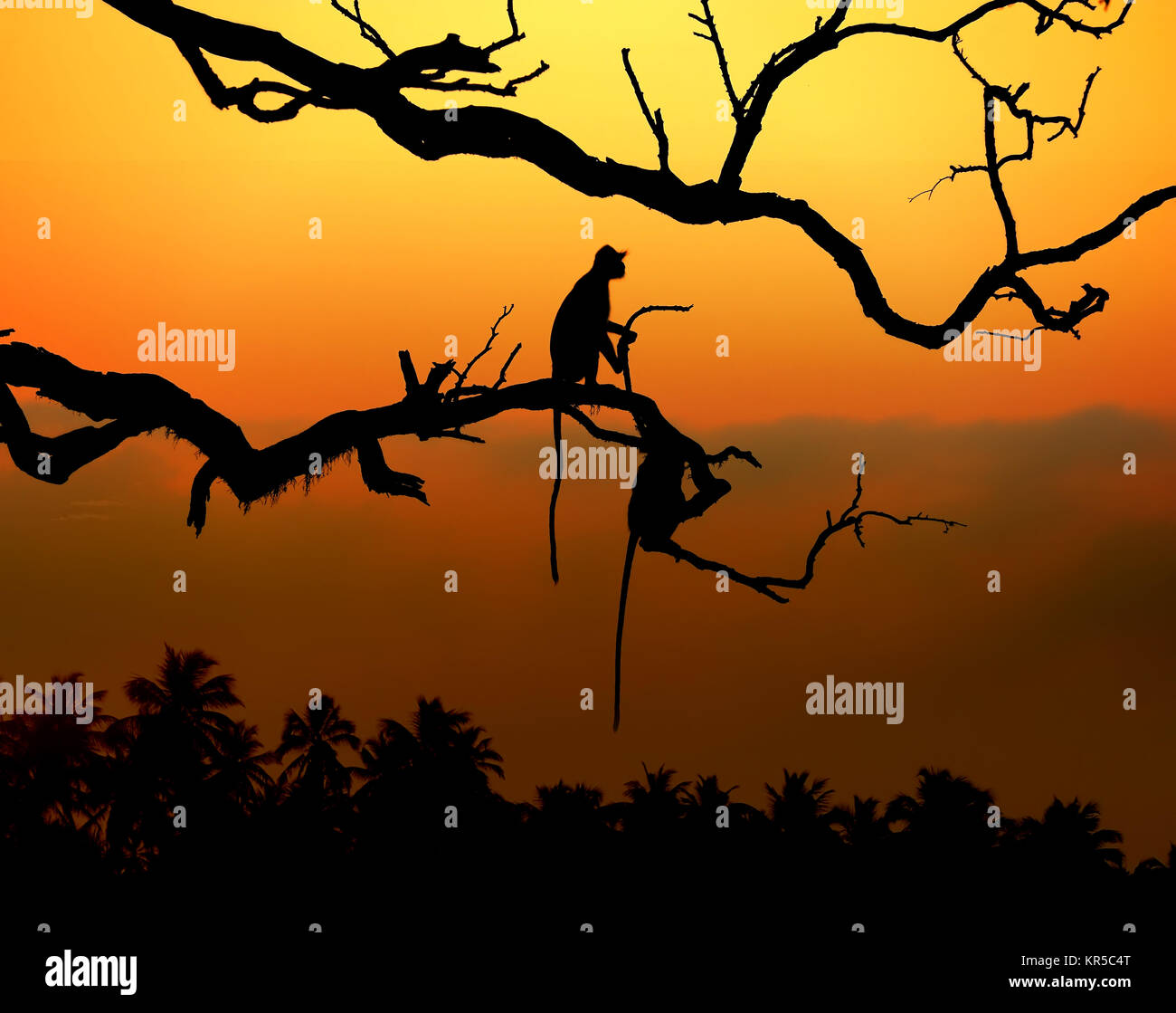 Monkey in silhouette hi-res stock photography and images - Alamy