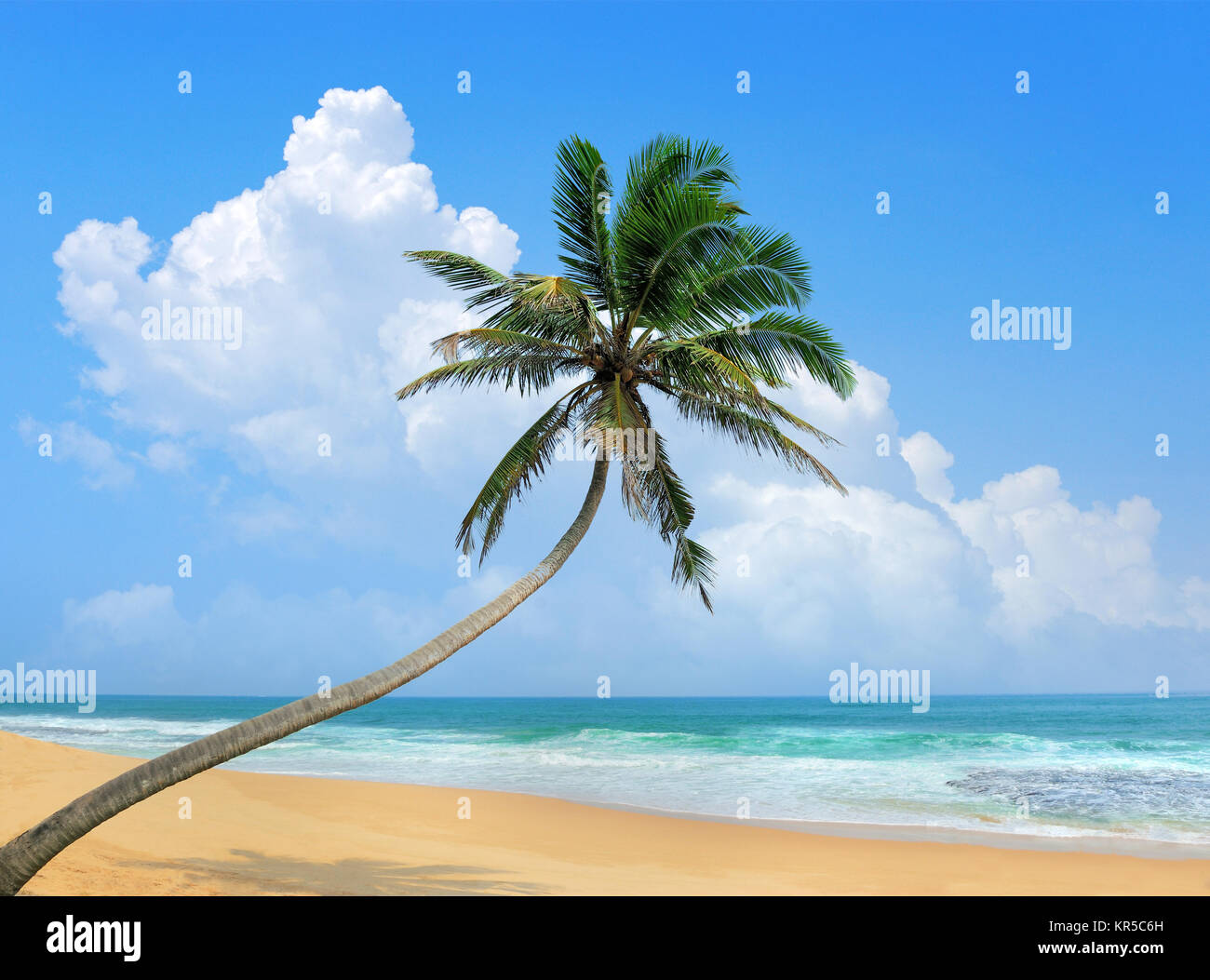 Bent coconut tree hi-res stock photography and images - Alamy