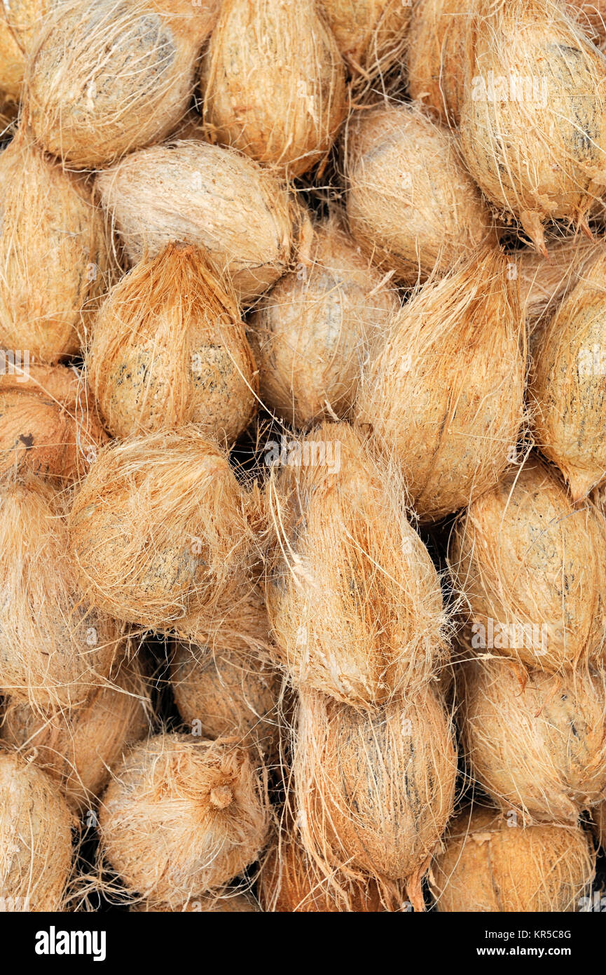 Many old brown coconuts on a pile Stock Photo - Alamy