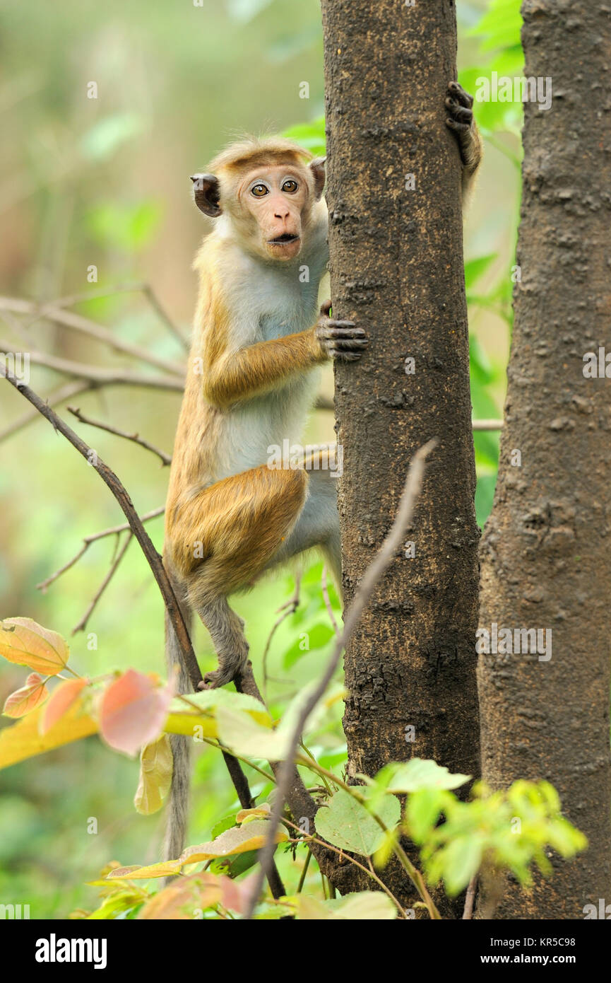 Monkey in the living nature. Country of Sri Lanka Stock Photo - Alamy
