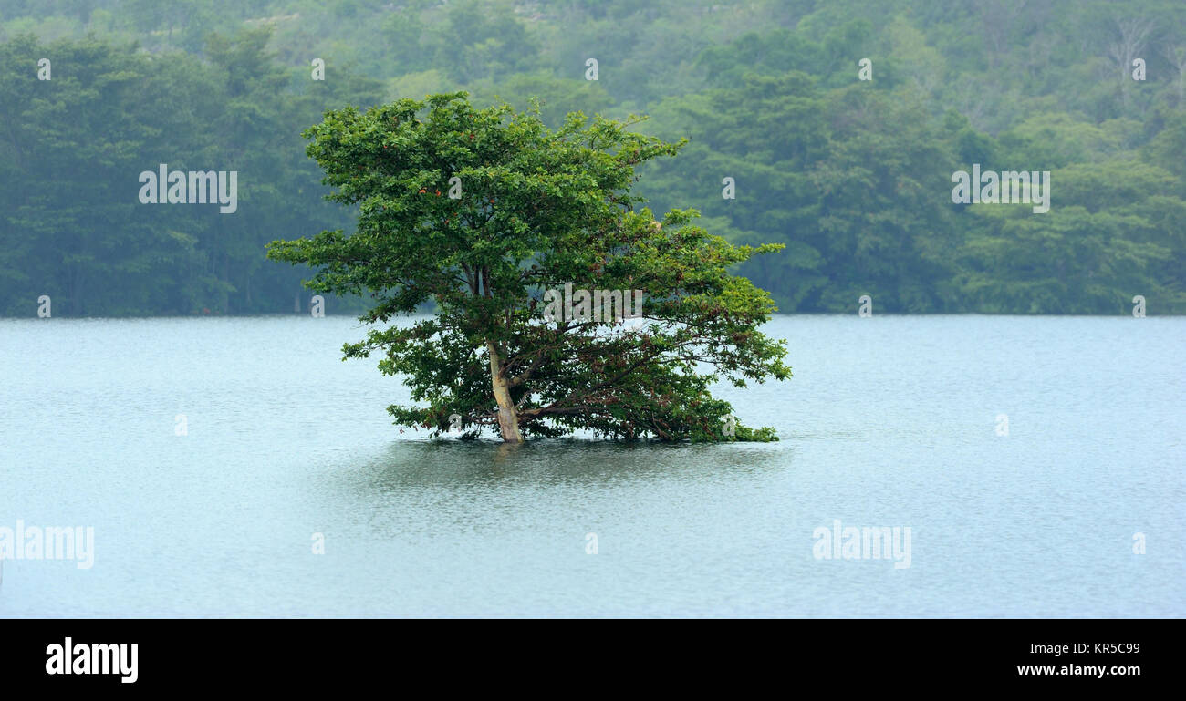 One lonely tree on the banks of a lake in rain Stock Photo - Alamy