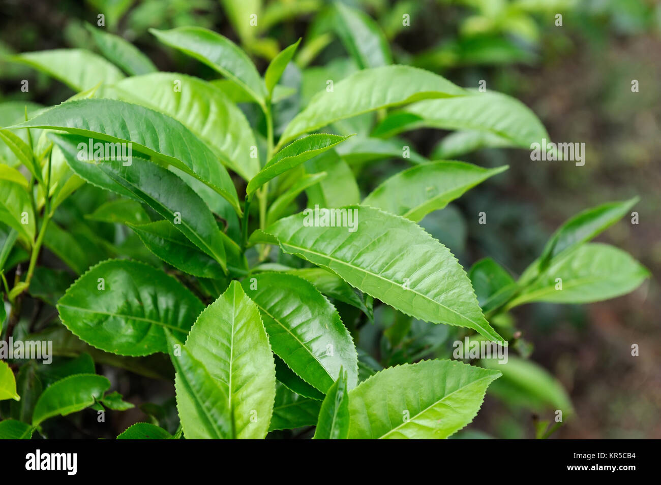 Tea bud and leaves. Tea plantations, Sri Lanka Stock Photo - Alamy