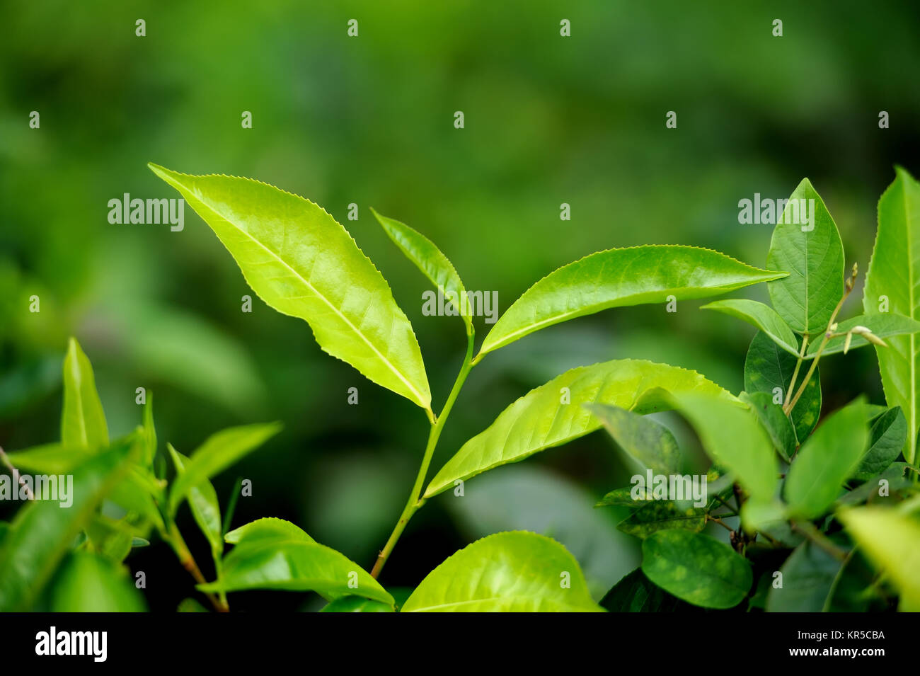 Tea bud and leaves. Tea plantations, Sri Lanka Stock Photo - Alamy