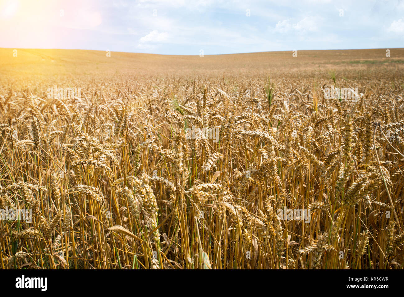 golden grain field Stock Photo - Alamy
