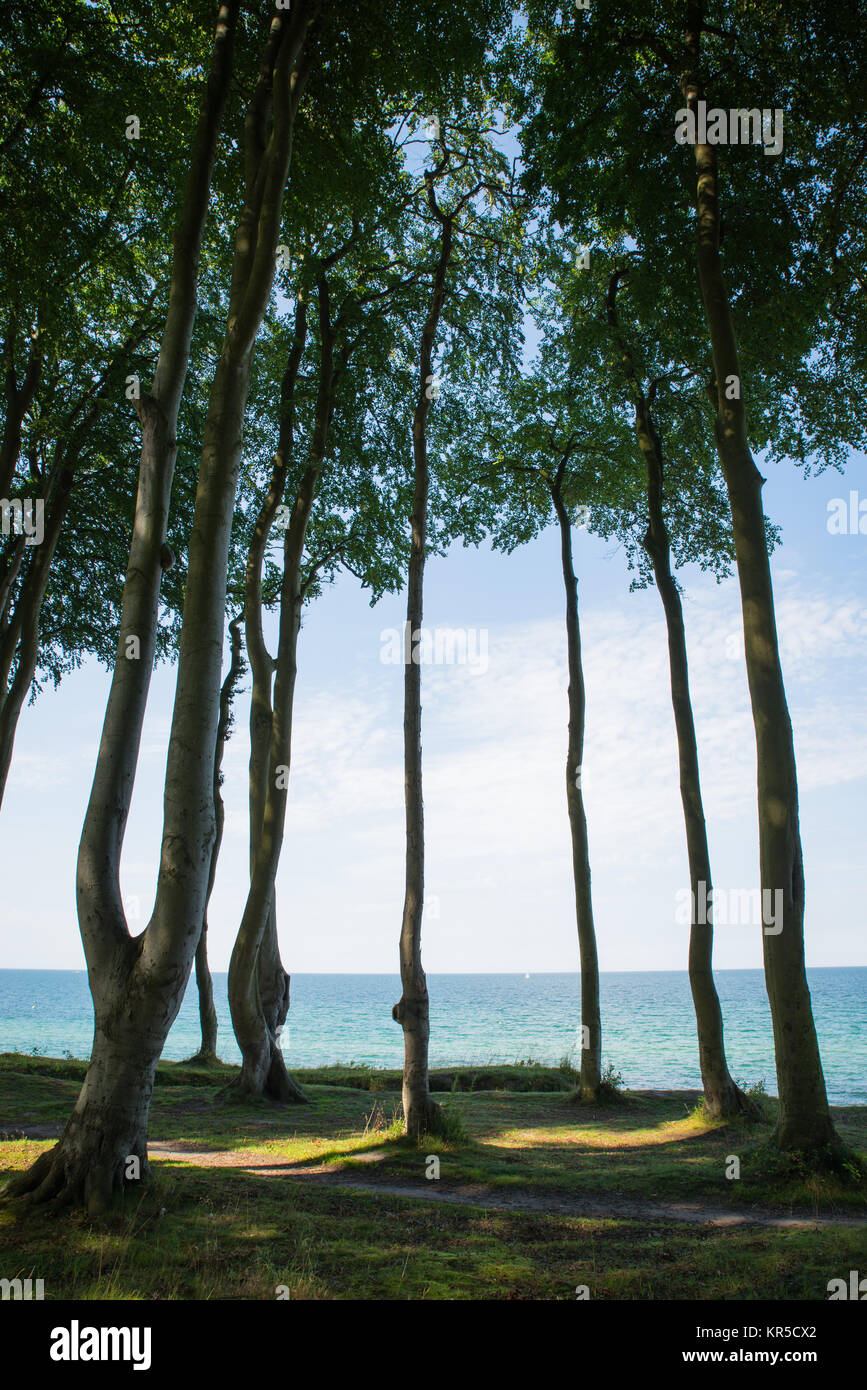 Forest with a view of the sea Stock Photo - Alamy
