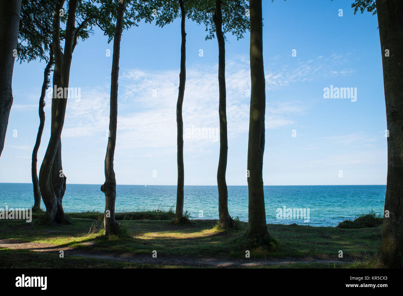 Forest with a view of the sea 2 Stock Photo - Alamy