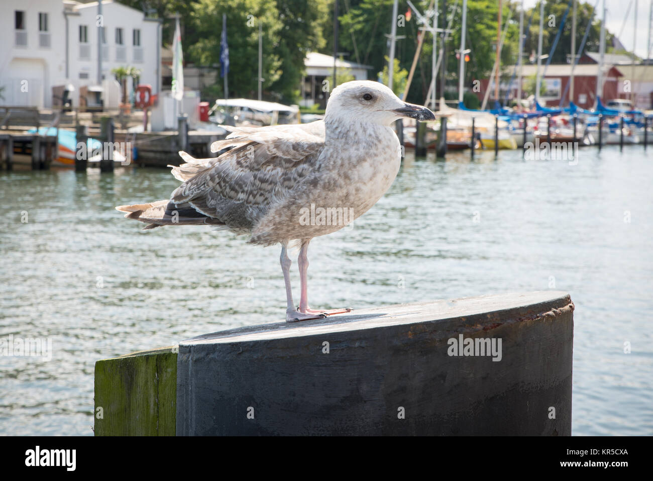 seagull in port Stock Photo - Alamy