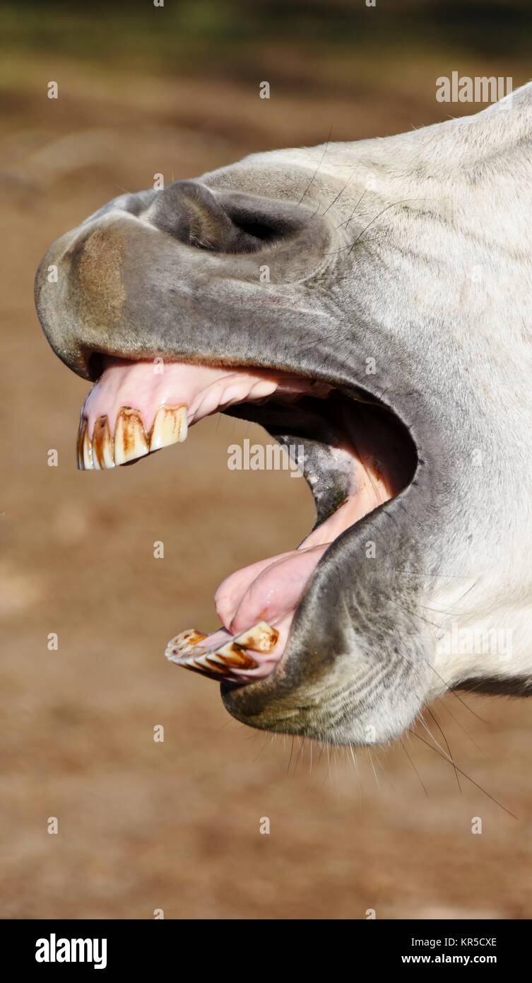 laugh out loud Stock Photo - Alamy