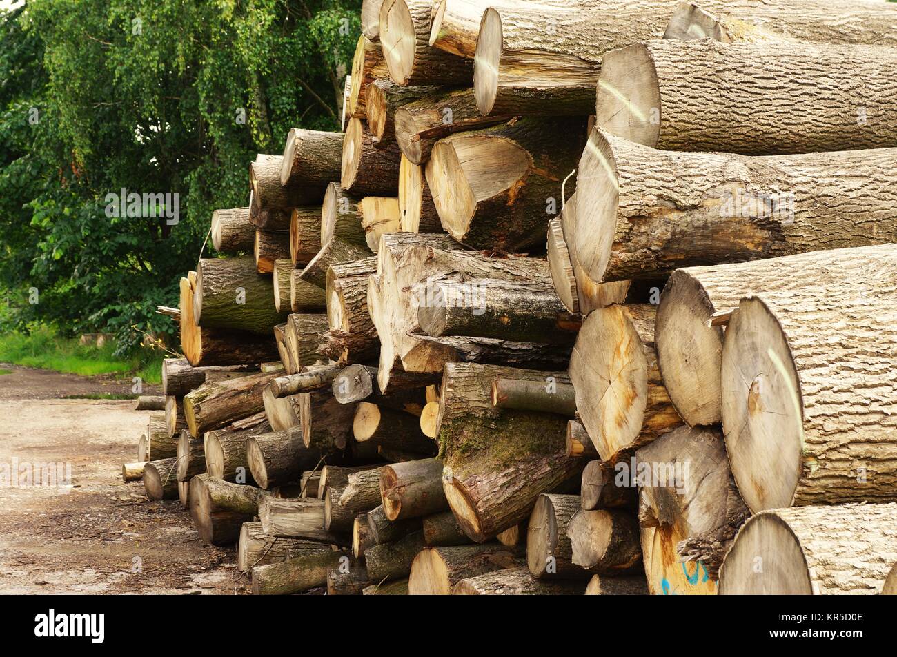 tree trunks in a forest Stock Photo - Alamy