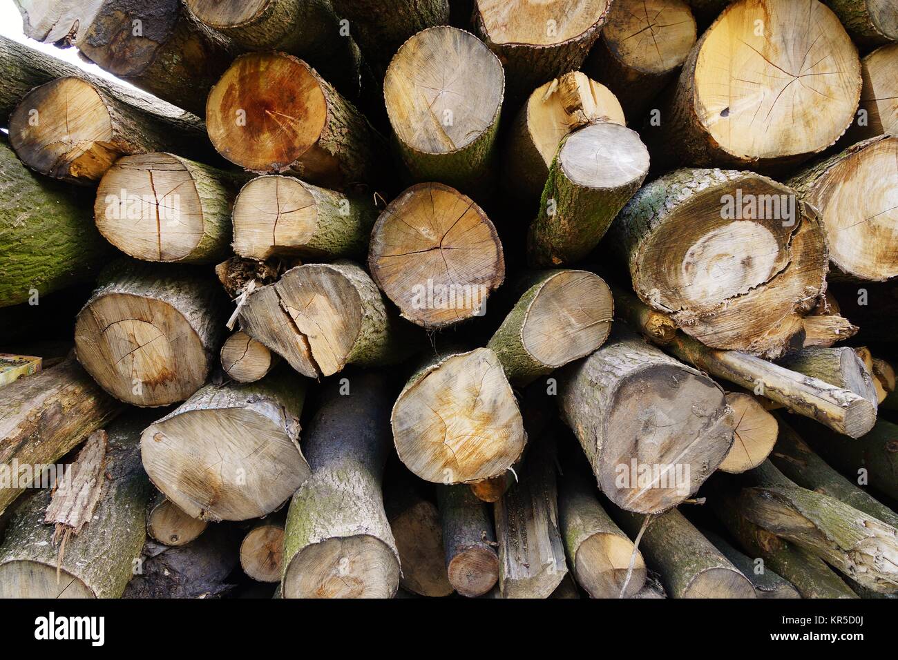 tree trunks in a forest Stock Photo - Alamy