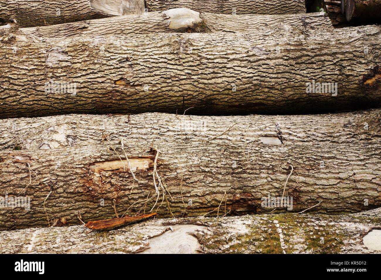 tree trunks in a forest Stock Photo - Alamy