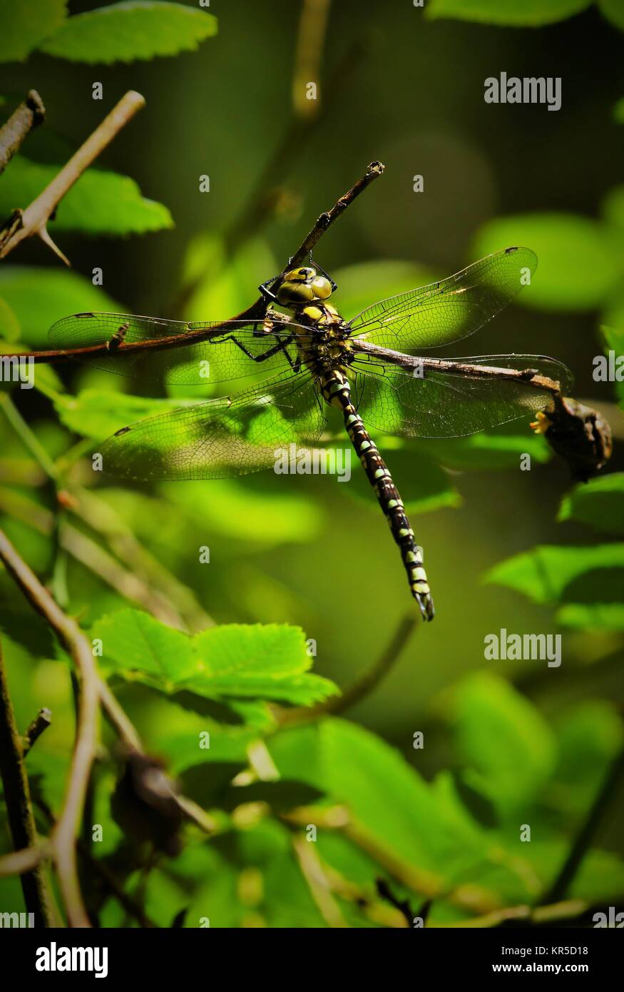 Anax imperator larva hi-res stock photography and images - Alamy