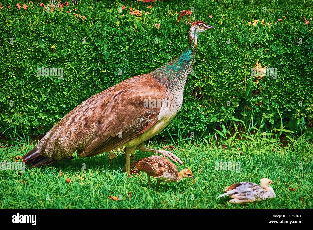 Peahen with Nestlings Stock Photo - Alamy
