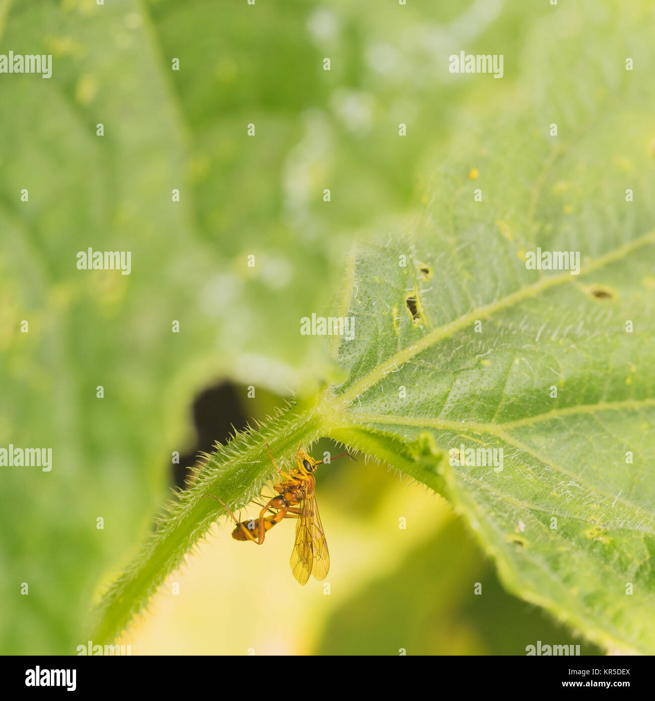 Ichneomon Wasp on Leaf Stem Stock Photo - Alamy