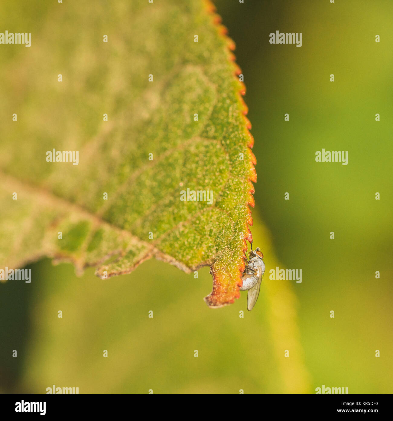 Light Grey Fly on Leaf Edge Stock Photo - Alamy