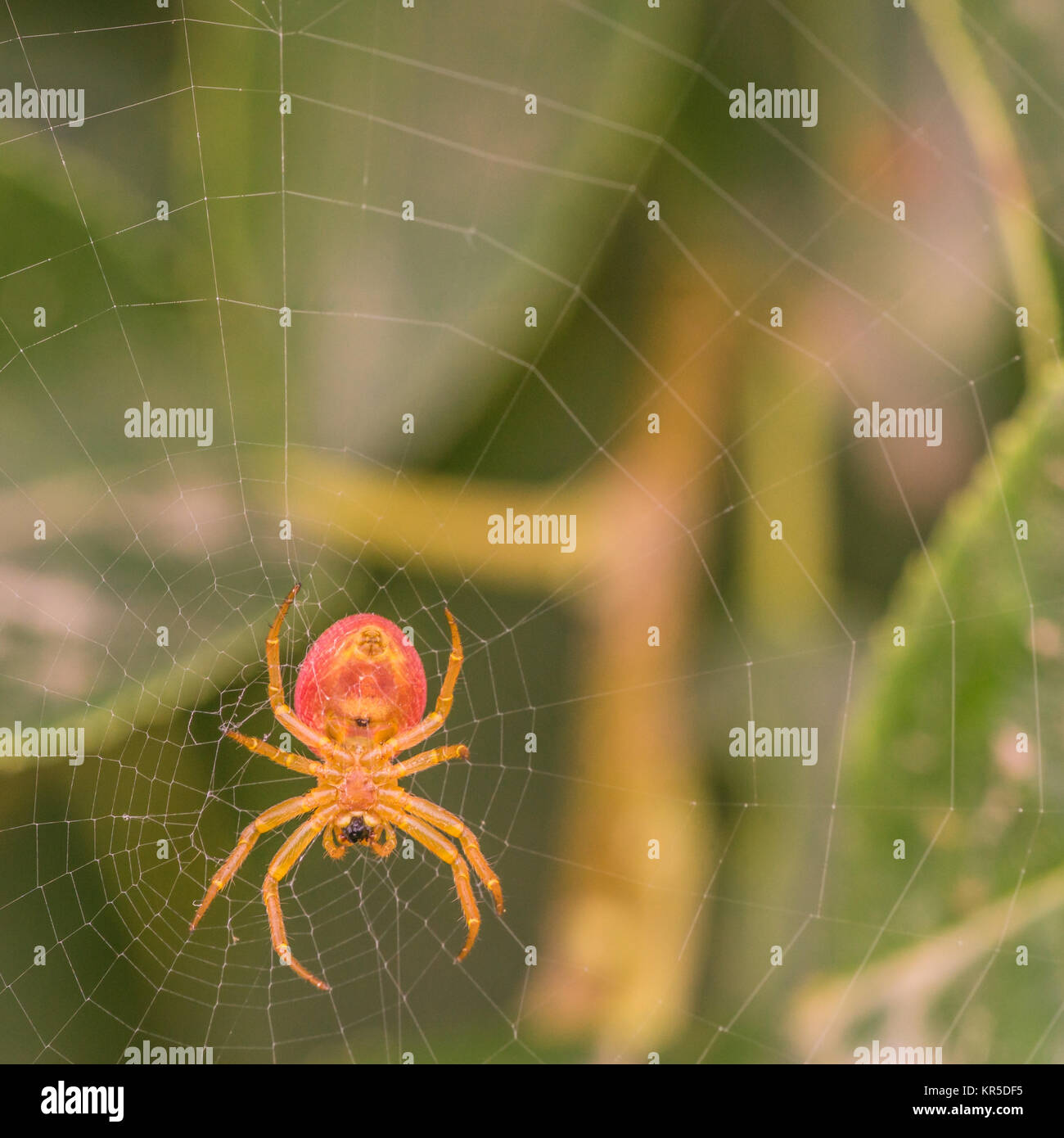 Under View of a Spider Stock Photo - Alamy