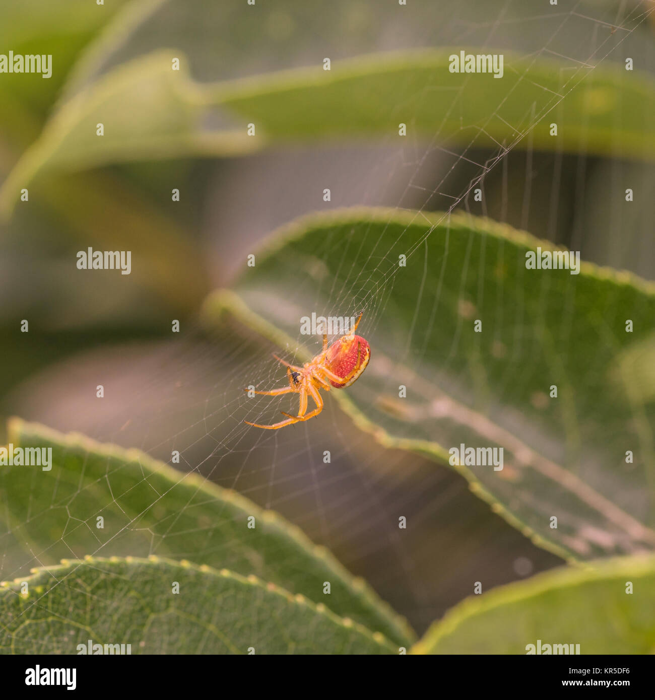 Side view arthropoda hi-res stock photography and images - Alamy