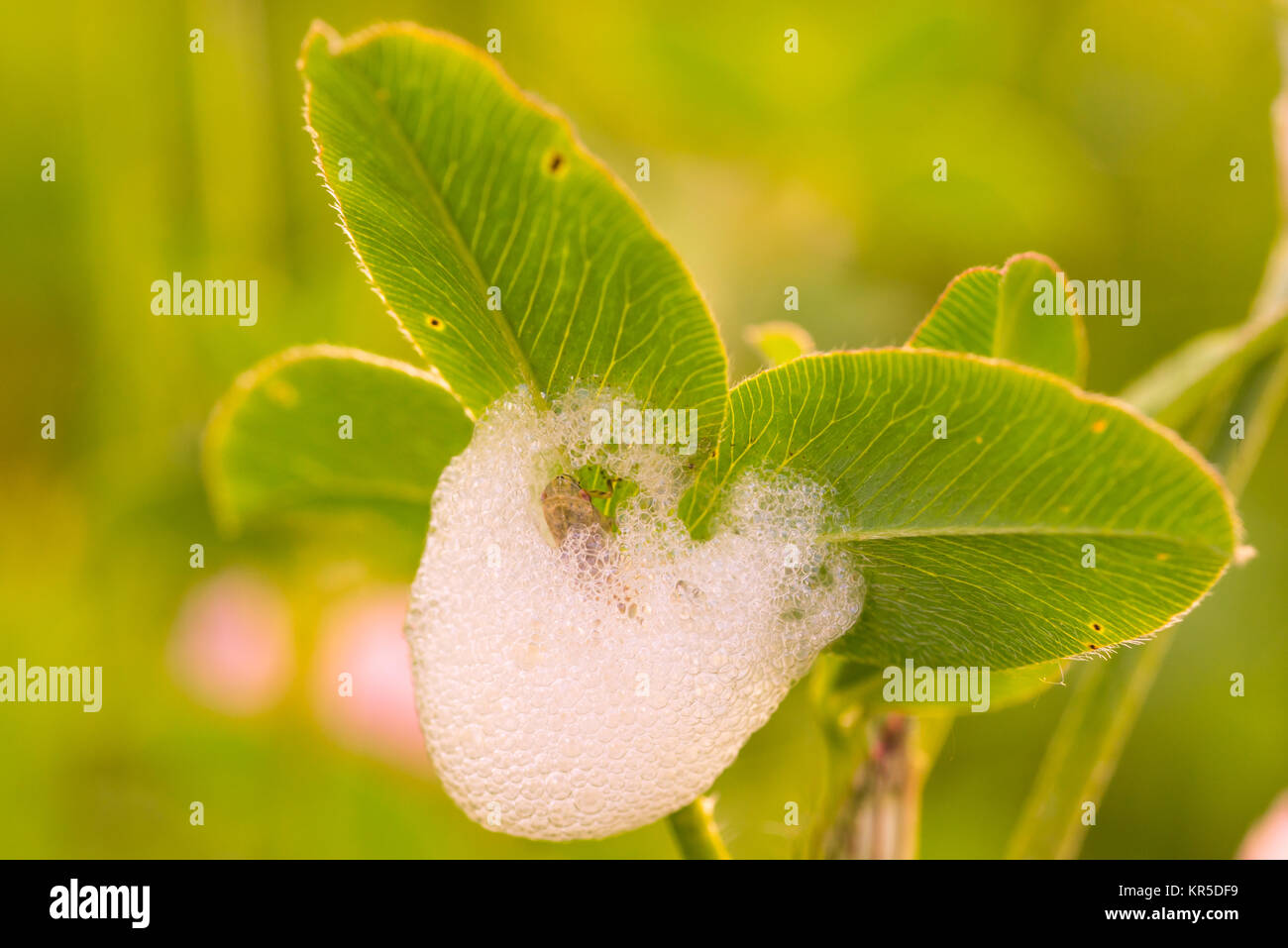 Spittle insect hi-res stock photography and images - Alamy