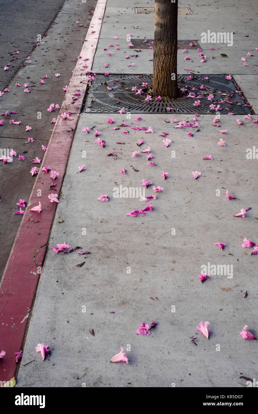 Fallen flowers on a sidewalk Stock Photo - Alamy