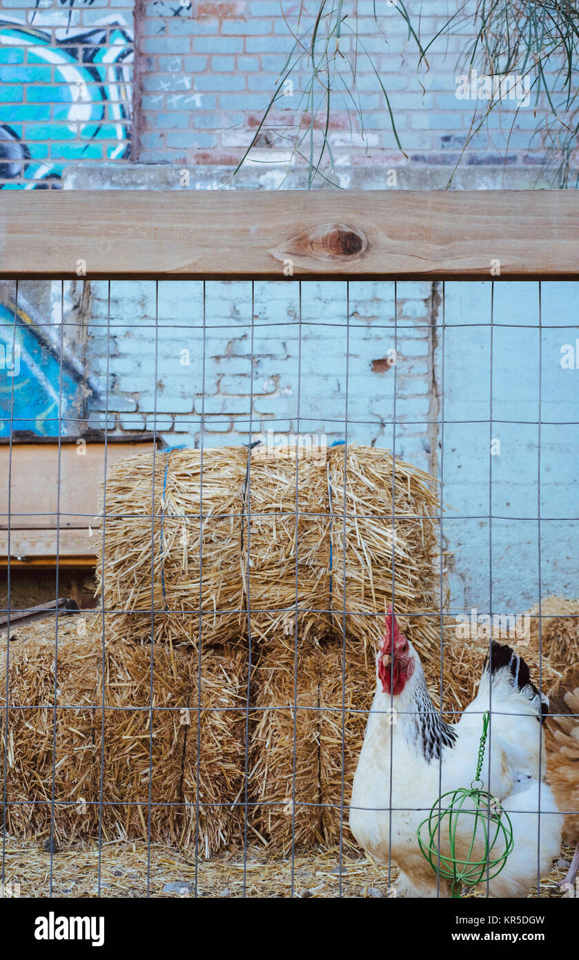 Graffiti chicken graffiti hi-res stock photography and images - Alamy