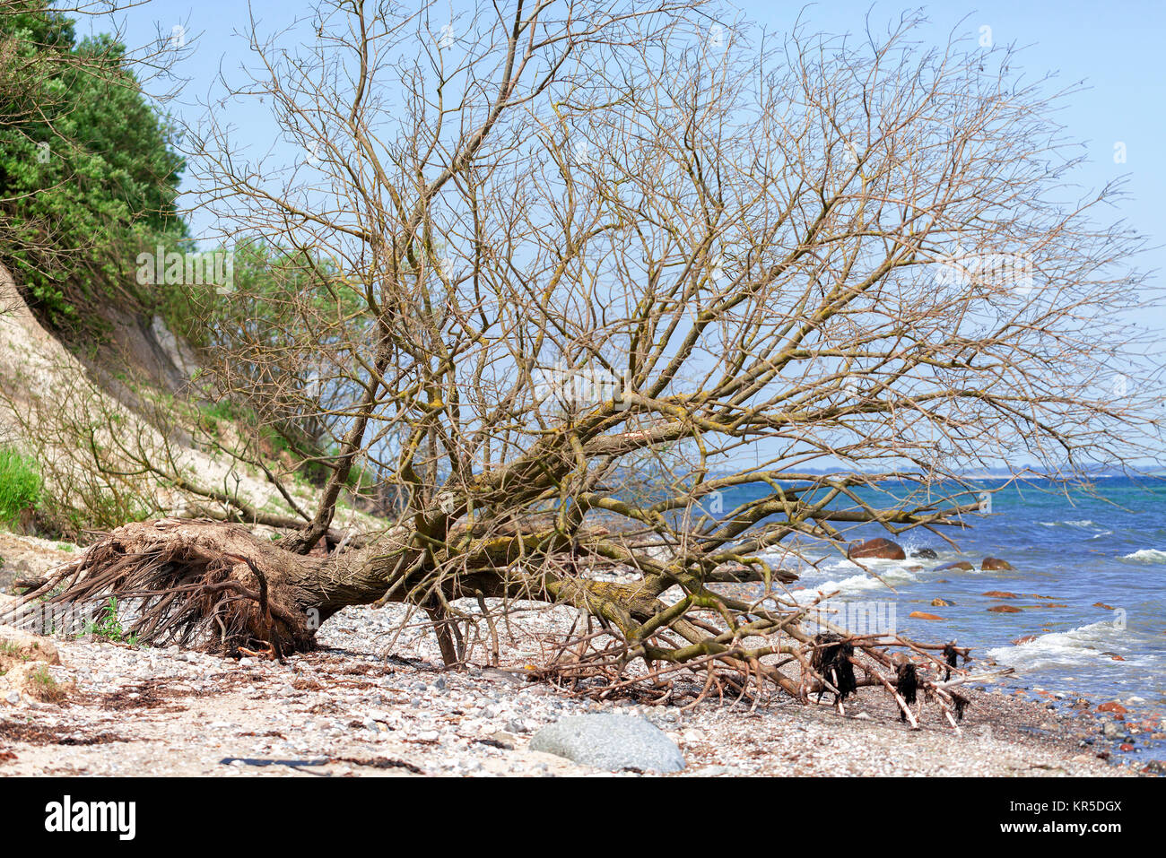 fallen tree - cliff Stock Photo - Alamy
