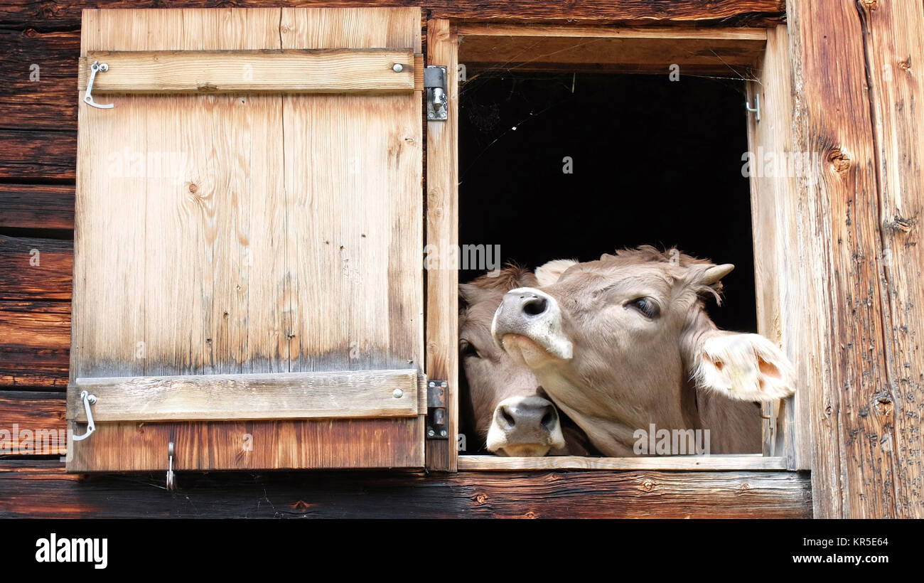cows at the stable window Stock Photo - Alamy