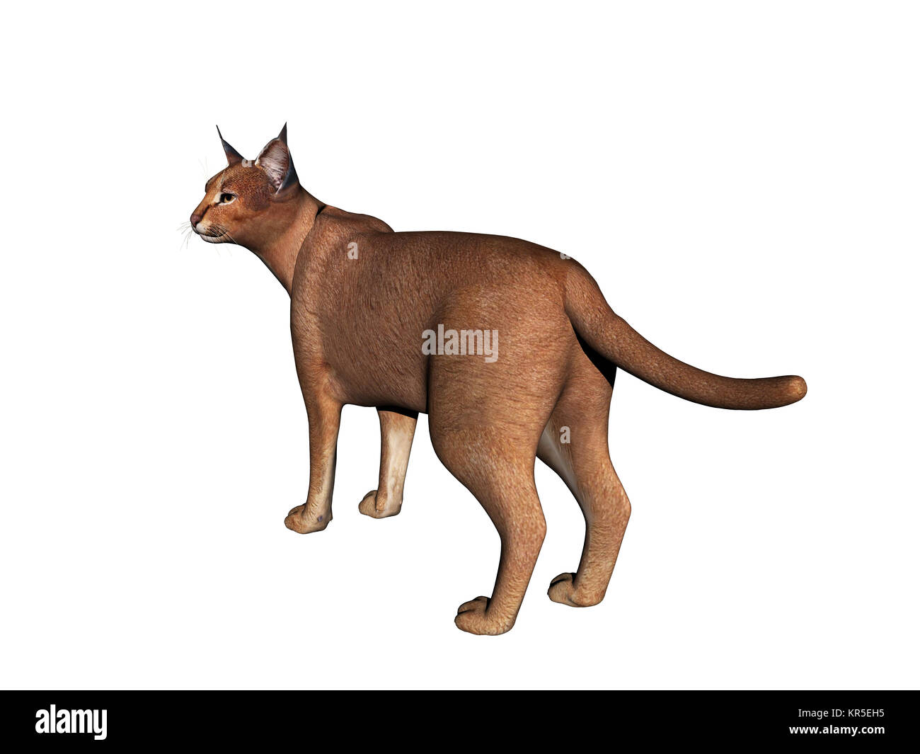 karakal cat ready for release Stock Photo - Alamy