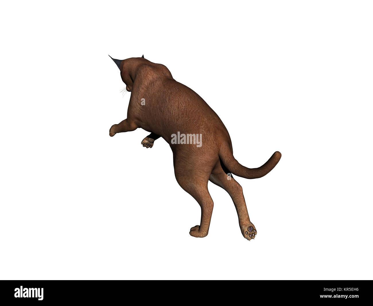 karakal cat ready for release Stock Photo - Alamy