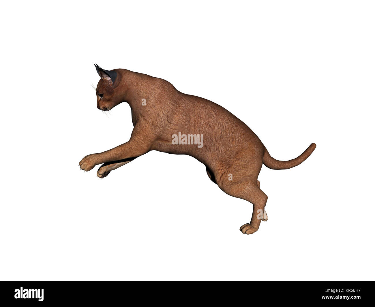 karakal cat ready for release Stock Photo - Alamy