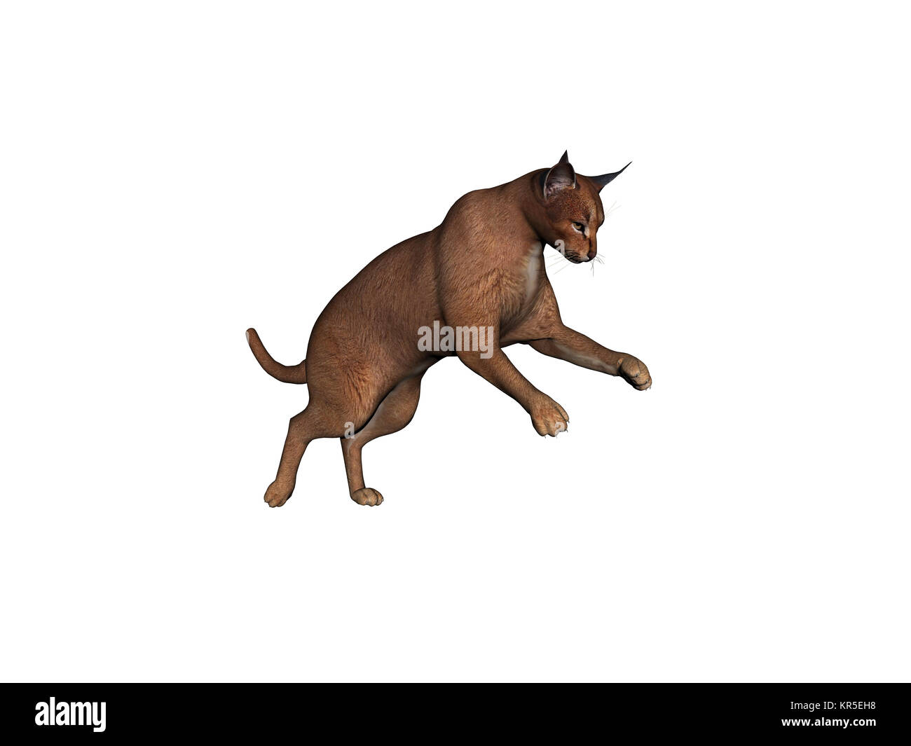 karakal cat ready for release Stock Photo - Alamy