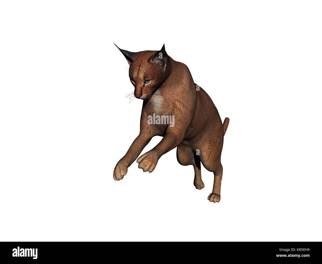 karakal cat ready for release Stock Photo - Alamy