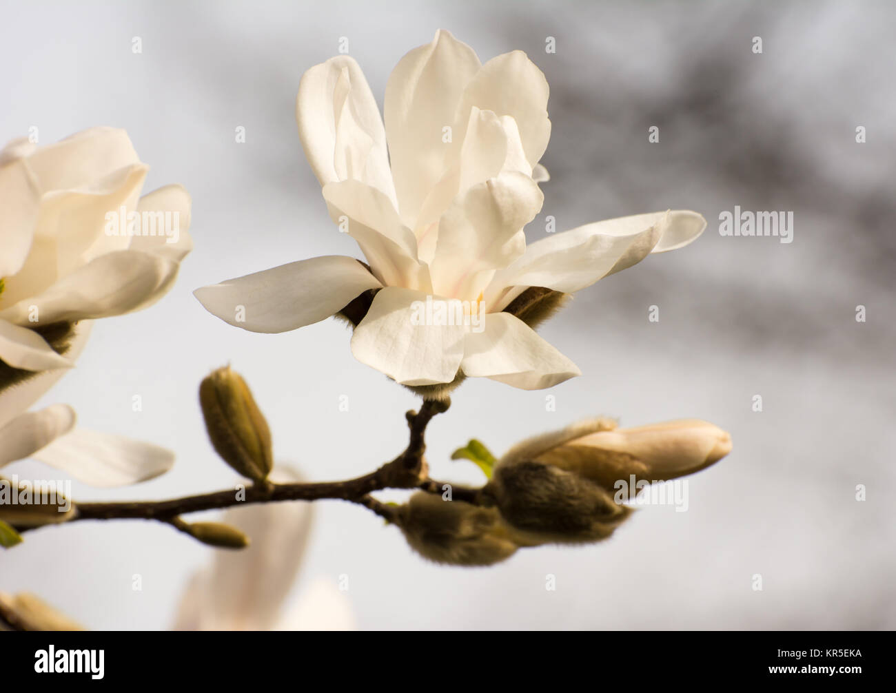 Blossoms of white flowering magnolia tree Stock Photo - Alamy